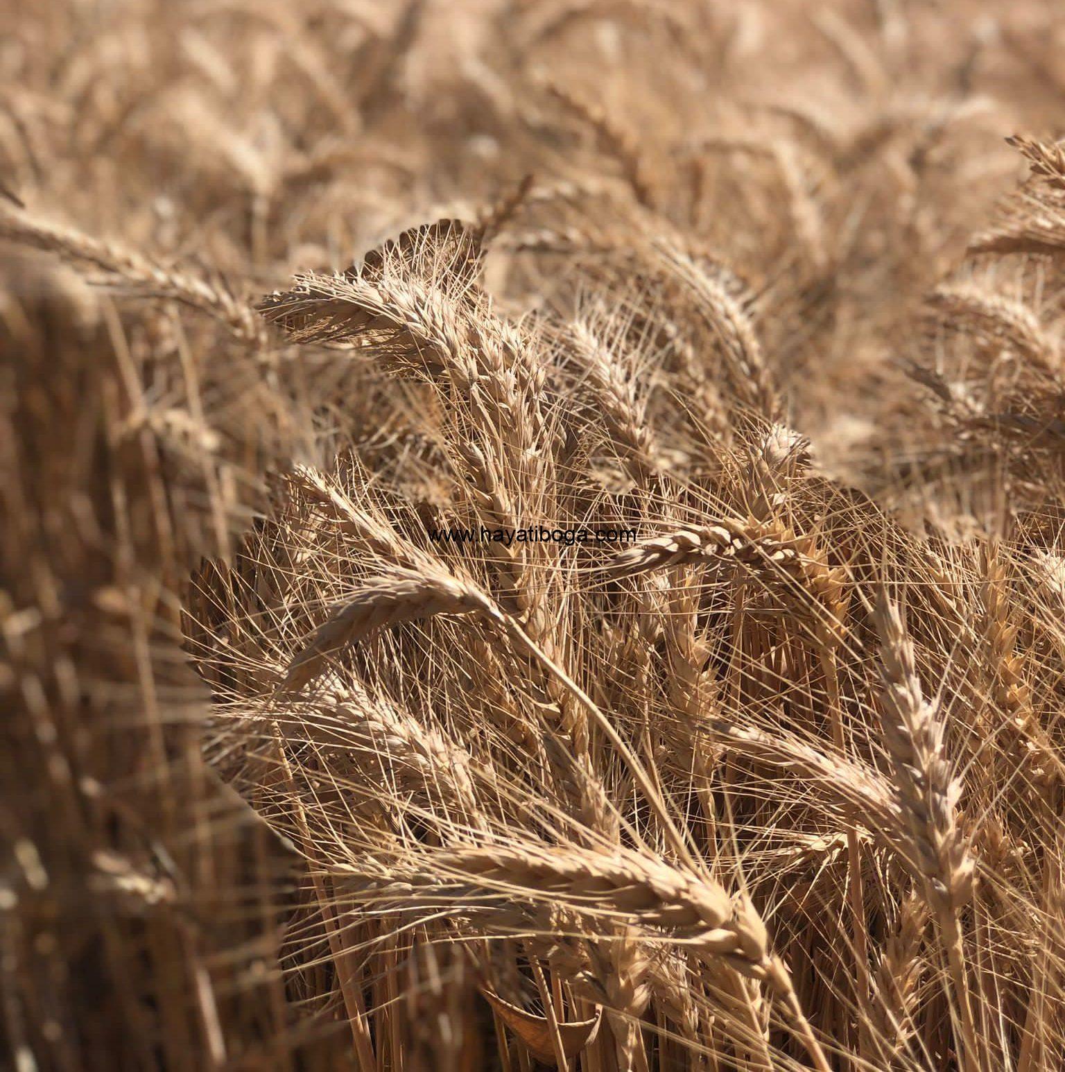 Altındane Buğday Tohumu | Hayati Boğa Tohumculuk