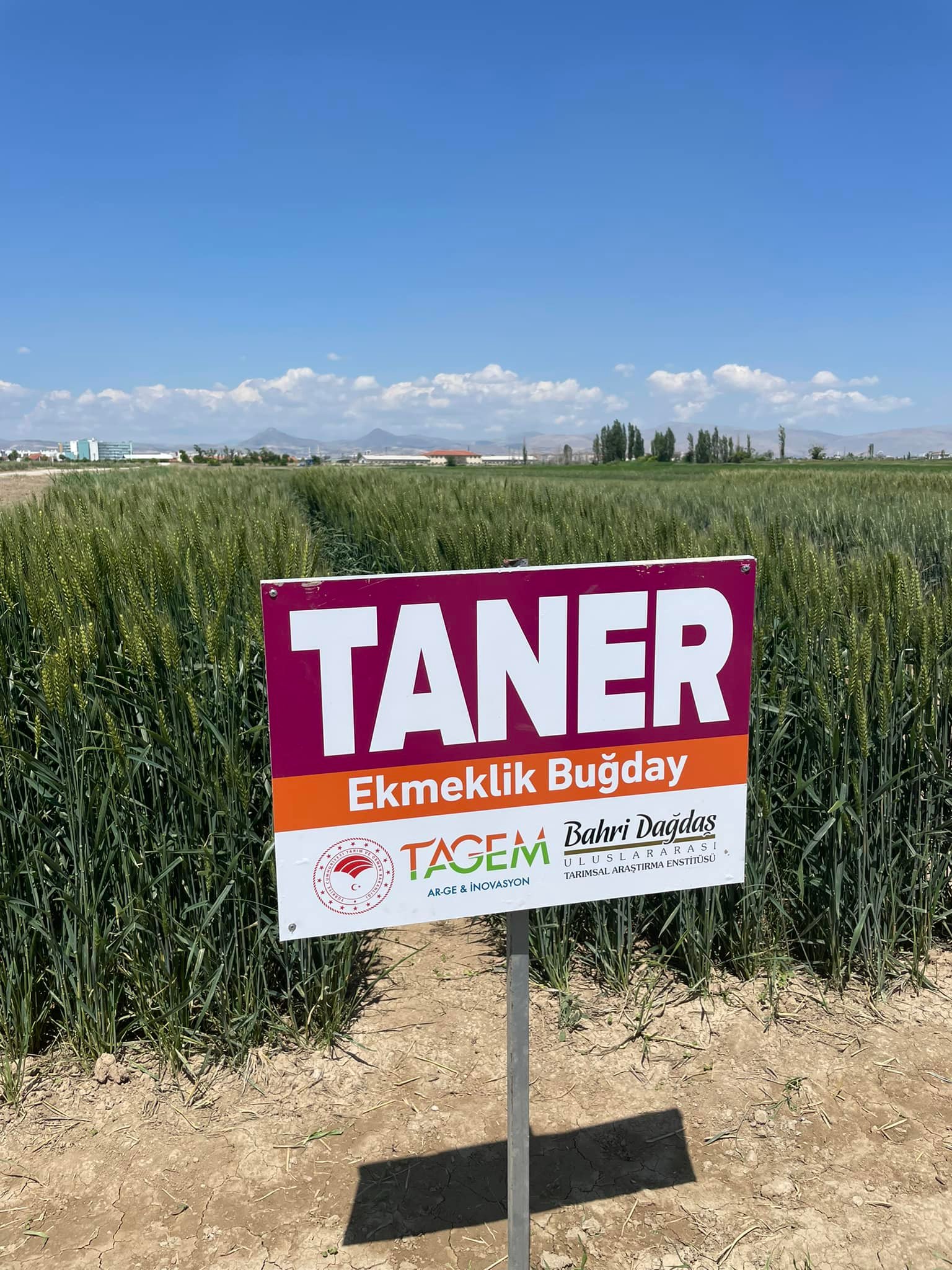 Taner Buğday Tohumu - Hayati Boğa Tohumculuk.